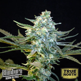 BlimBurn Seeds