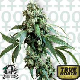 Jack Flash #5 Feminized Seeds (Sensi Seeds)