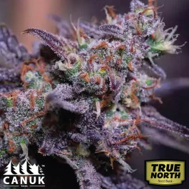 Blackberry Moonrocks Autoflowering Feminized Seeds (Canuk Seeds ...