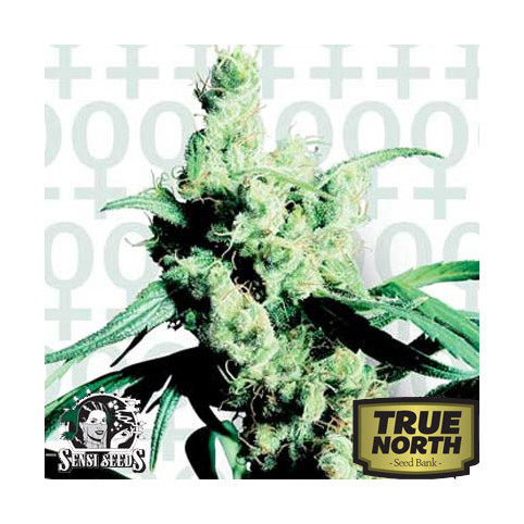 Silver Haze Feminized Seeds (Sensi Seeds)
