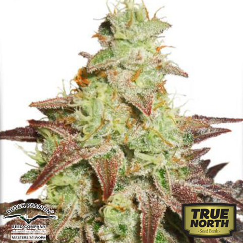 Auto Night Queen Feminized Seeds (Dutch Passion)