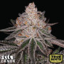 Anesthesia FEMINIZED Seeds (Pyramid Seeds)
