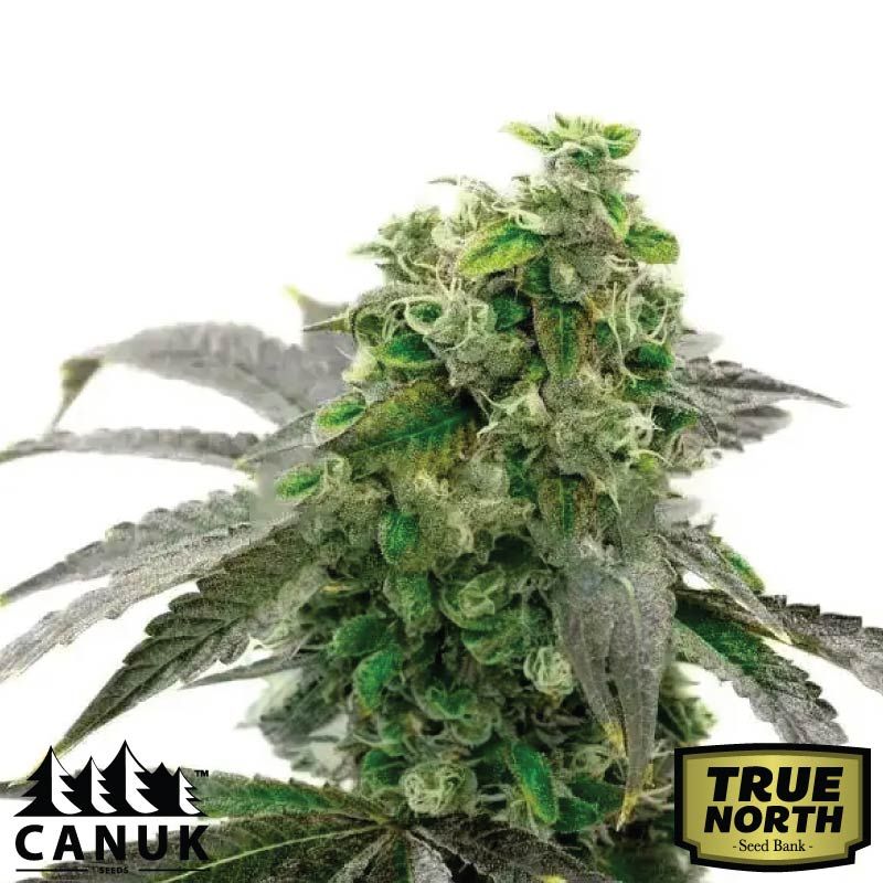 Cinderella 99 x Early Skunk Feminized Seeds (Canuk Seeds) - ELITE STRAIN