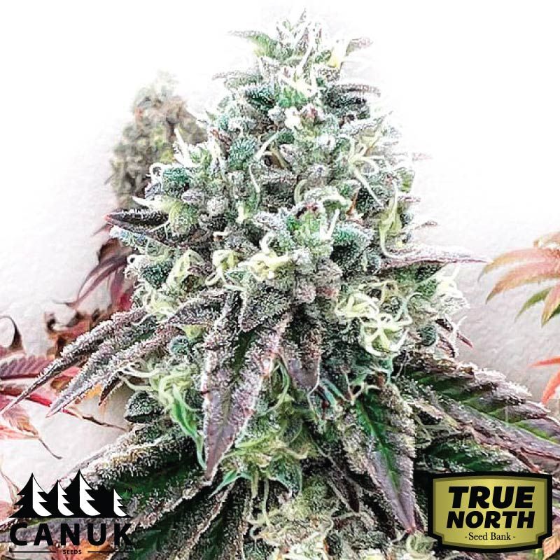 Frosty Blue OG Feminized Seeds (Canuk Seeds) - ELITE STRAIN