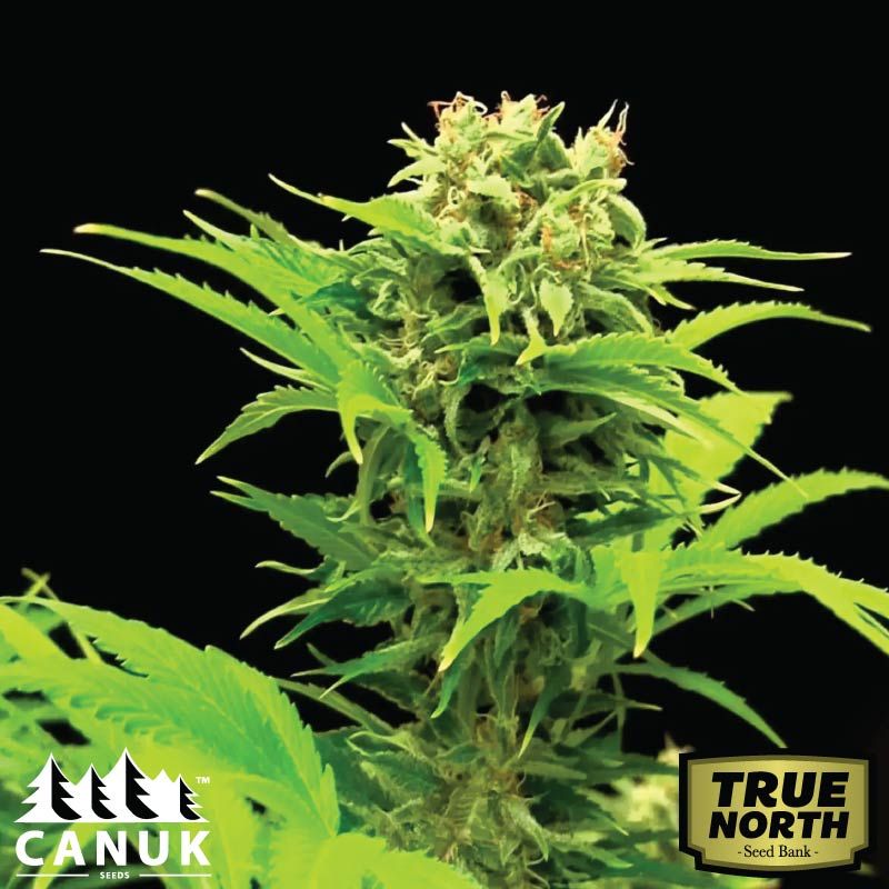 Haze XL Autoflowering Feminized Seeds (Canuk Seeds) - ELITE STRAIN