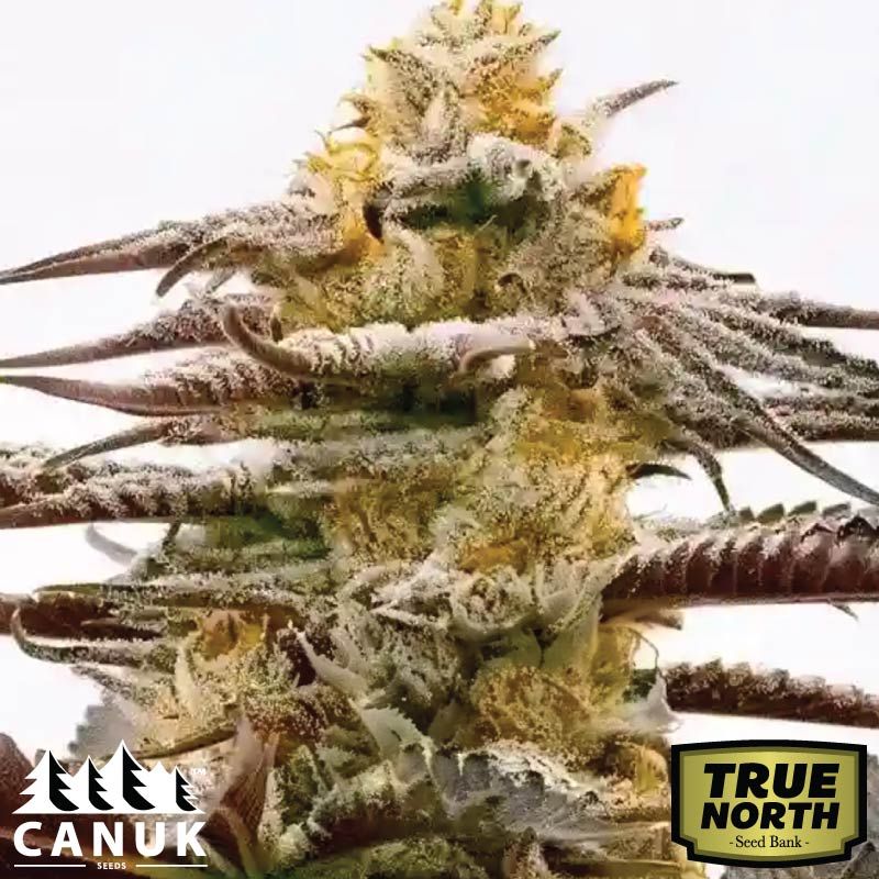 Purple Kush Feminized Seeds (Canuk Seeds) - ELITE STRAIN