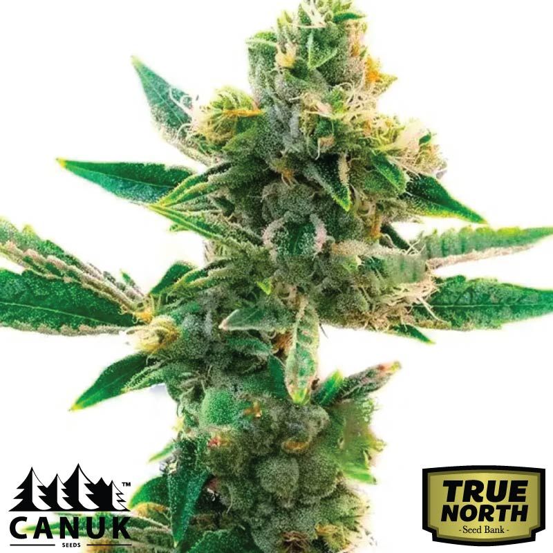 Triangle Kush Feminized Seeds (Canuk Seeds) - ELITE STRAIN