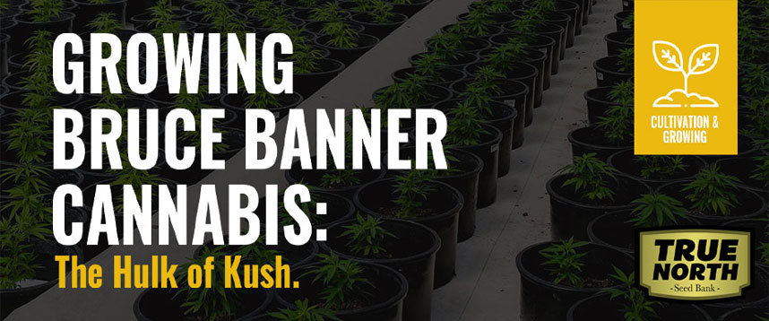 Growing Bruce Banner Cannabis Strain - The Hulk Of Kush