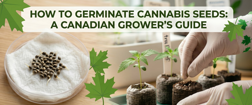 How to Germinate Cannabis Seeds: A Canadian Grower's Guide